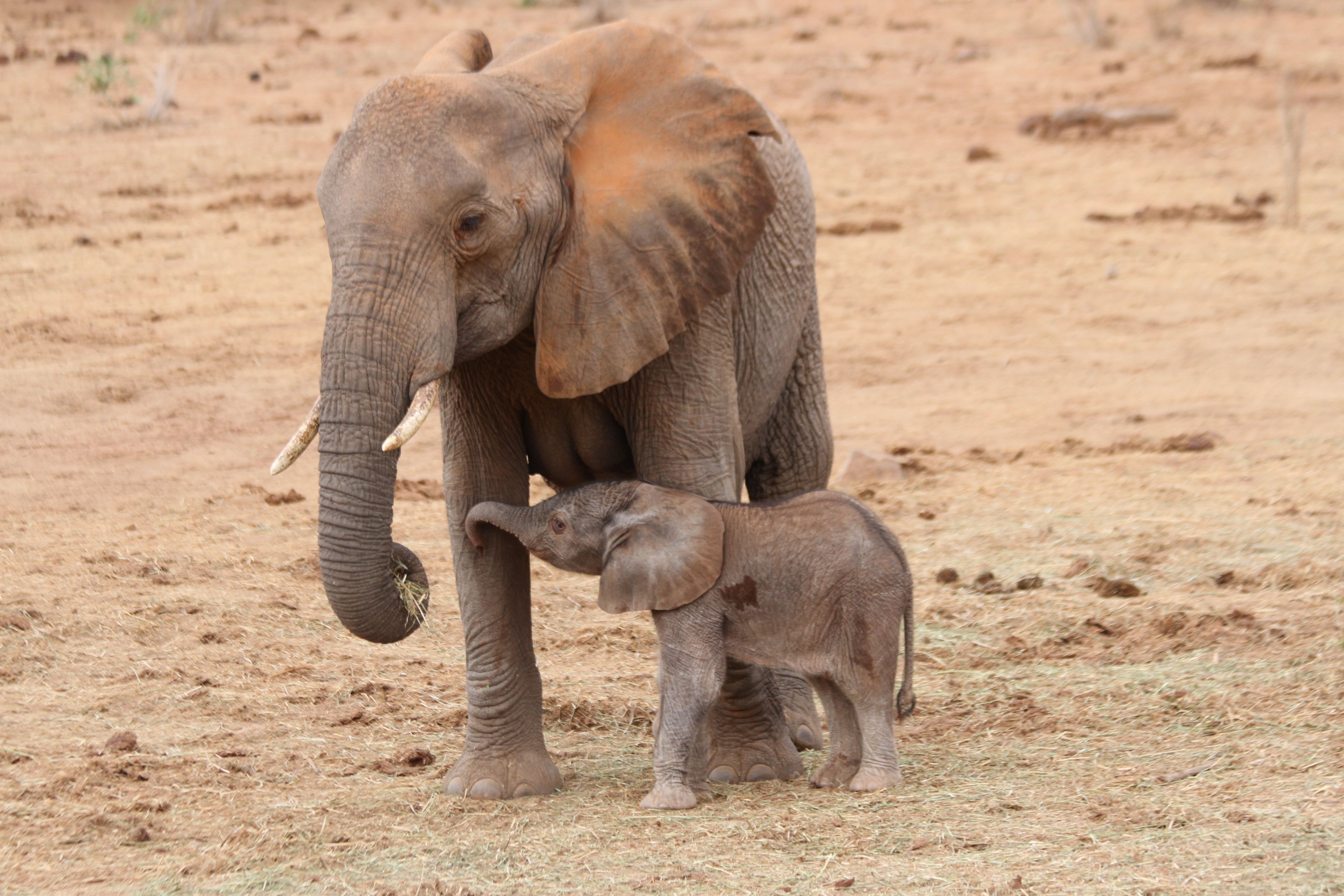 Ex-Waise Sunyei stellt ihr erstes Baby vor! – Rettet die Elefanten ...