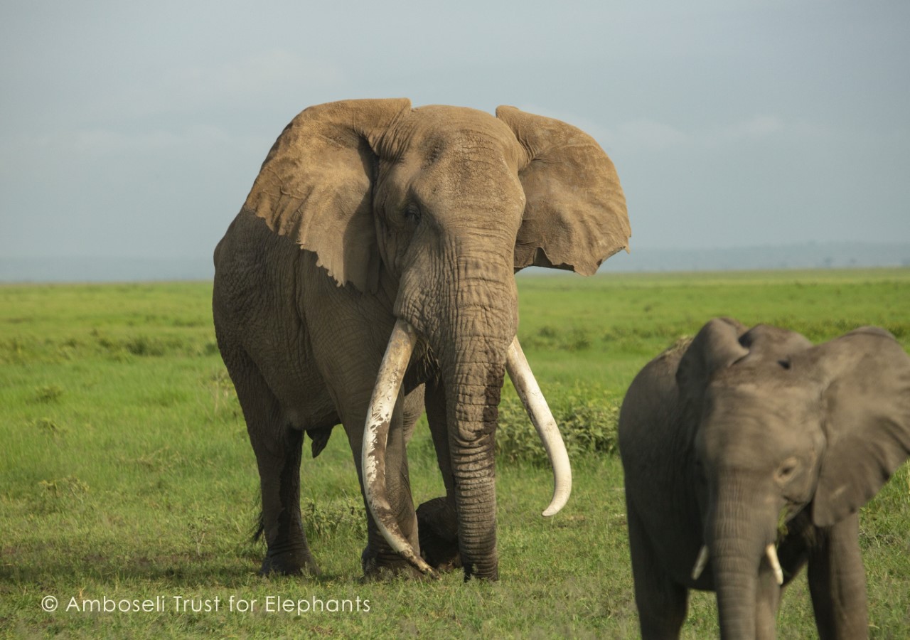Tim, der Big Tusker aus Amboseli, wird 50 Jahre alt! – Rettet die ...