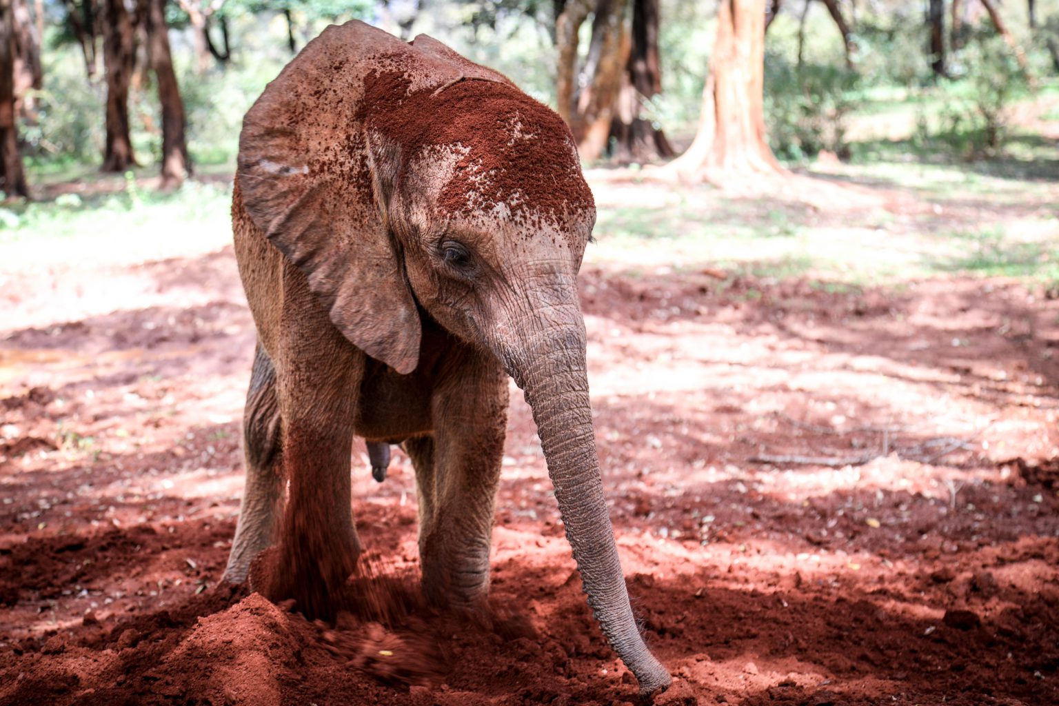 Die Rettung von Bondeni – Rettet die Elefanten Afrikas e.V.