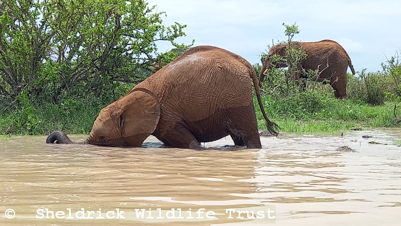 Die Waisen im November – Rettet die Elefanten Afrikas e.V.